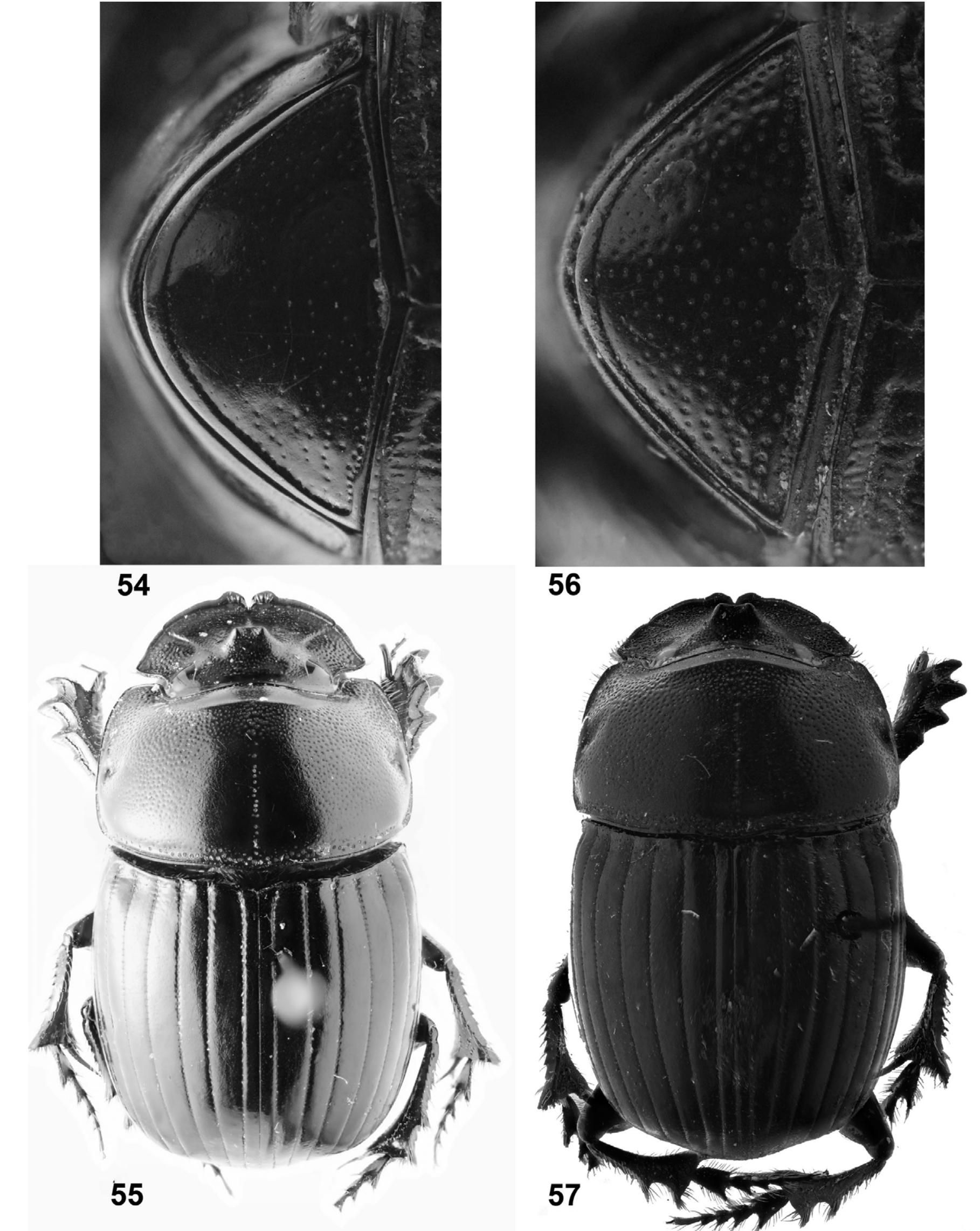 S 54-57. dorsal habitus and pygidium. 54, 55 — copris