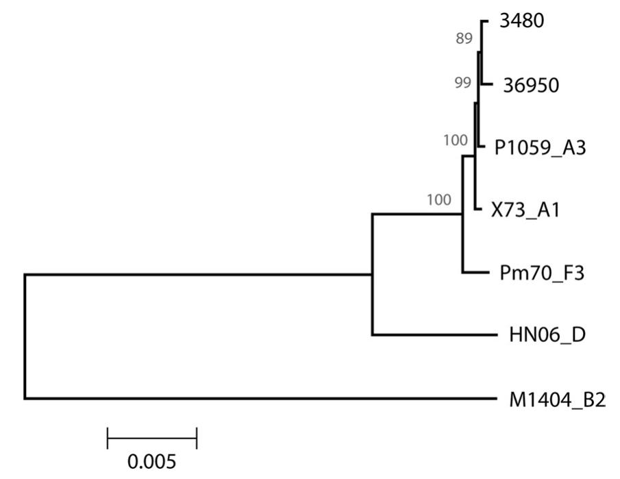 Phylogenetic comparison of the capsule biosynthesis (cap)