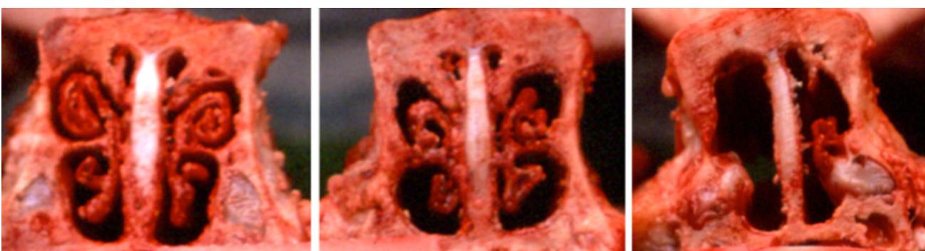 Atrophic rhinitis in swine. shown are transverse sections of