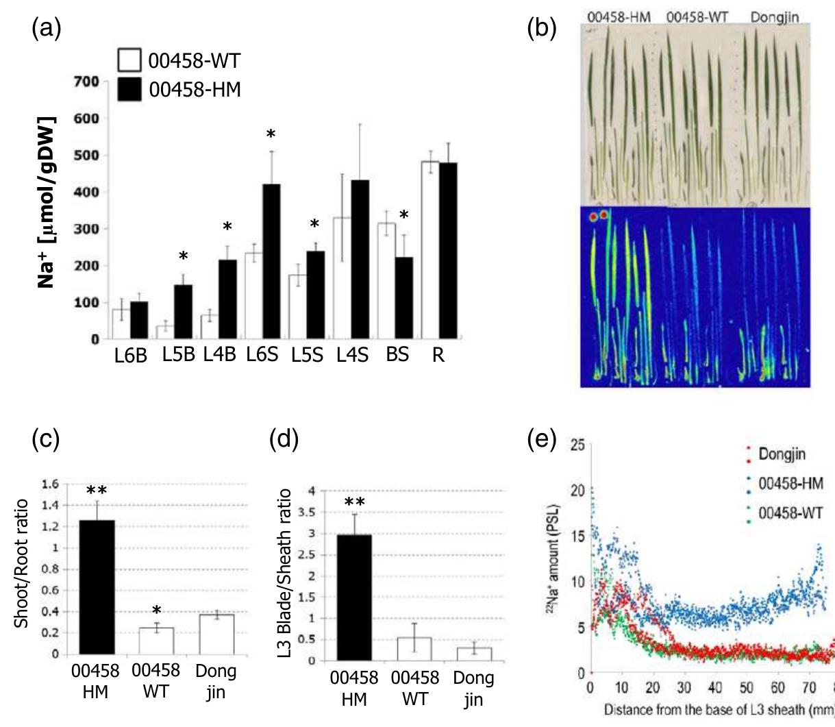 Profiles of accumulation and distribution of na* in the