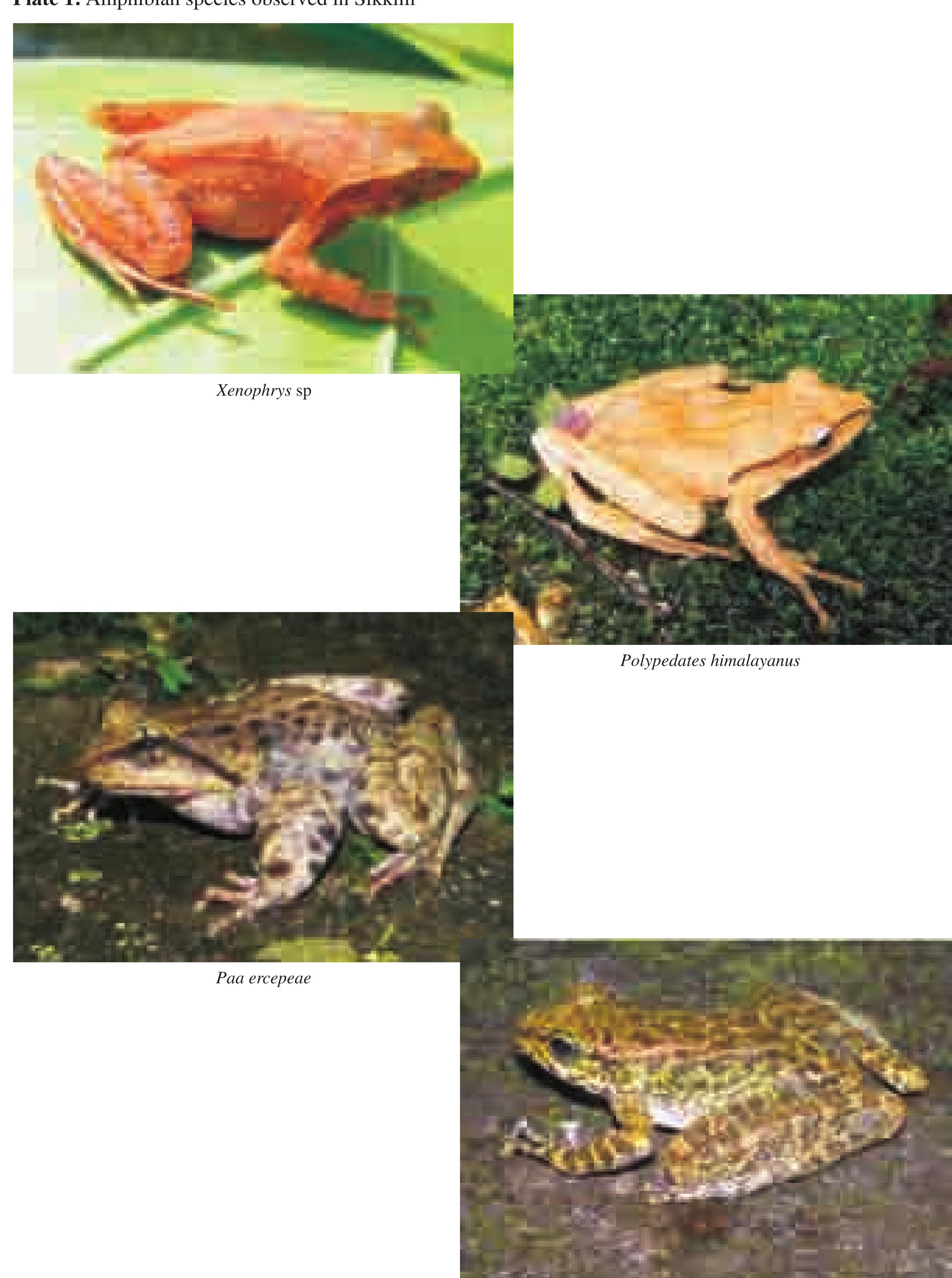 Amolops monticola