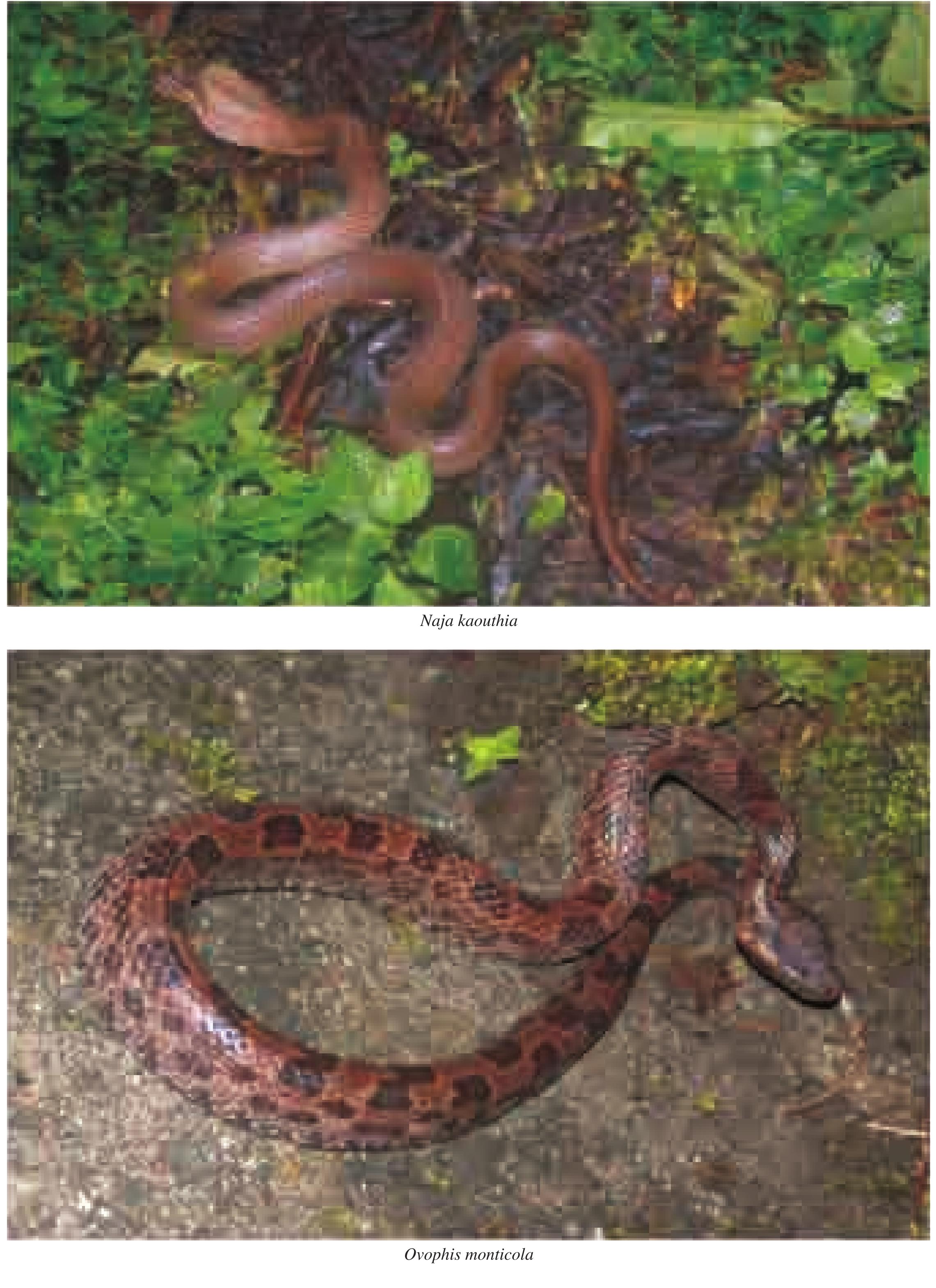 Plate 8: venomous snakes of sikkim
