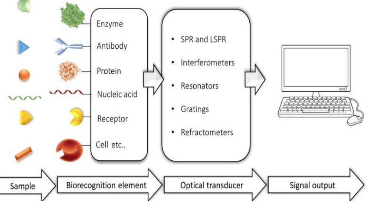 Flow chart of optical biosensor composition and how a signal