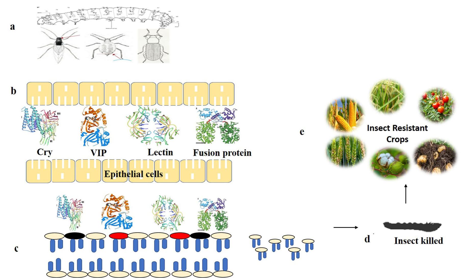 Schematic representation of the mode of action of the