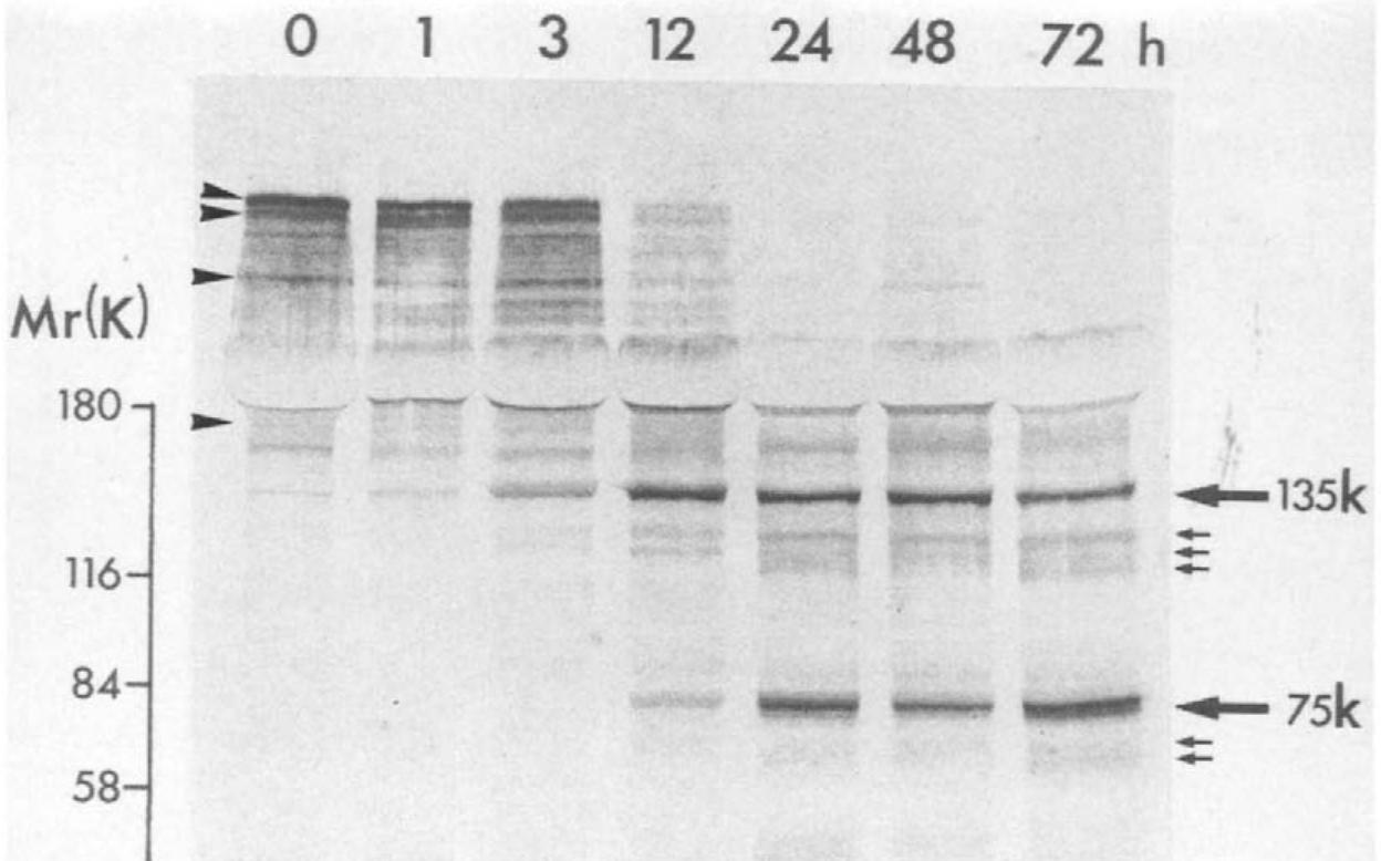 Western blot of mouse muscle samples taken at different