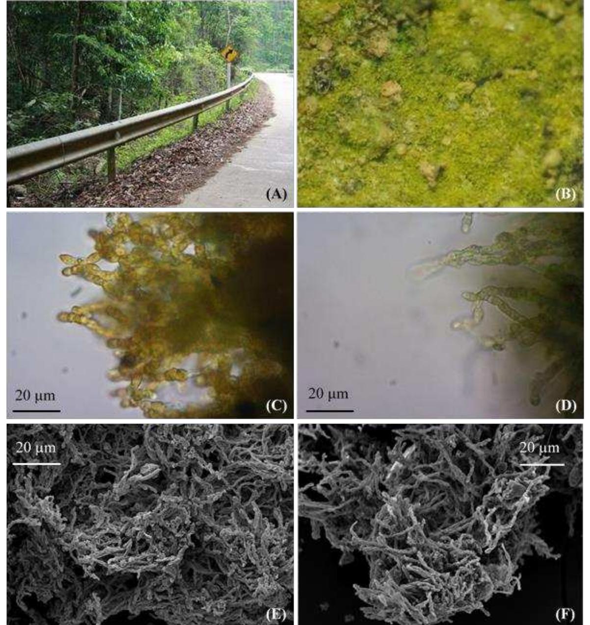 Characteristics of t. monilia. (a) habitat from which algae