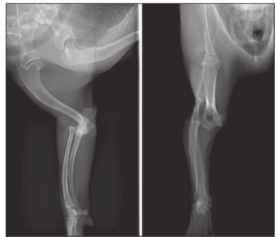 Cranio-caudal and medio-lateral radiographs of the elbow of