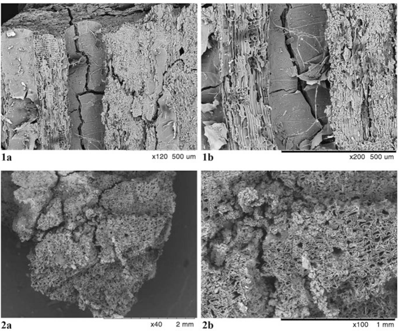 Fungal decay preserved in archaeological wood charcoal