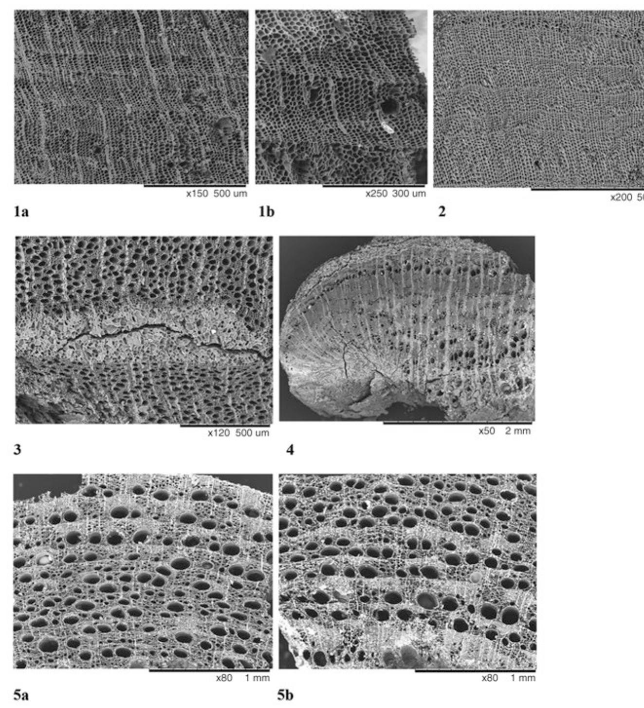 Qualitative wood anatomical features associated with tree