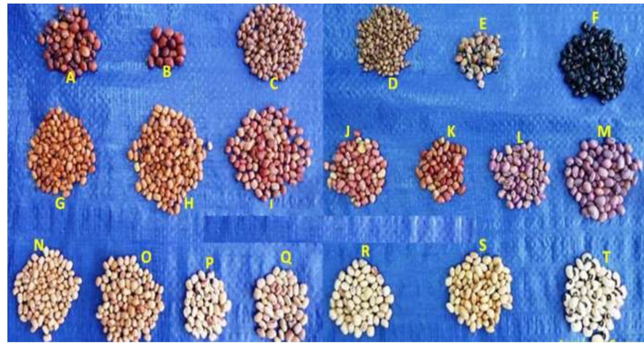 Seed samples and morphological variations of cowpea