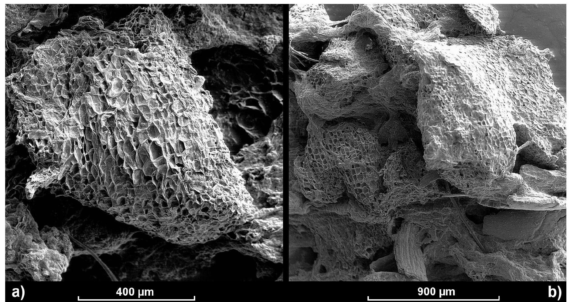 ‘ig. 5. scanning electron microscope images of cork quercus