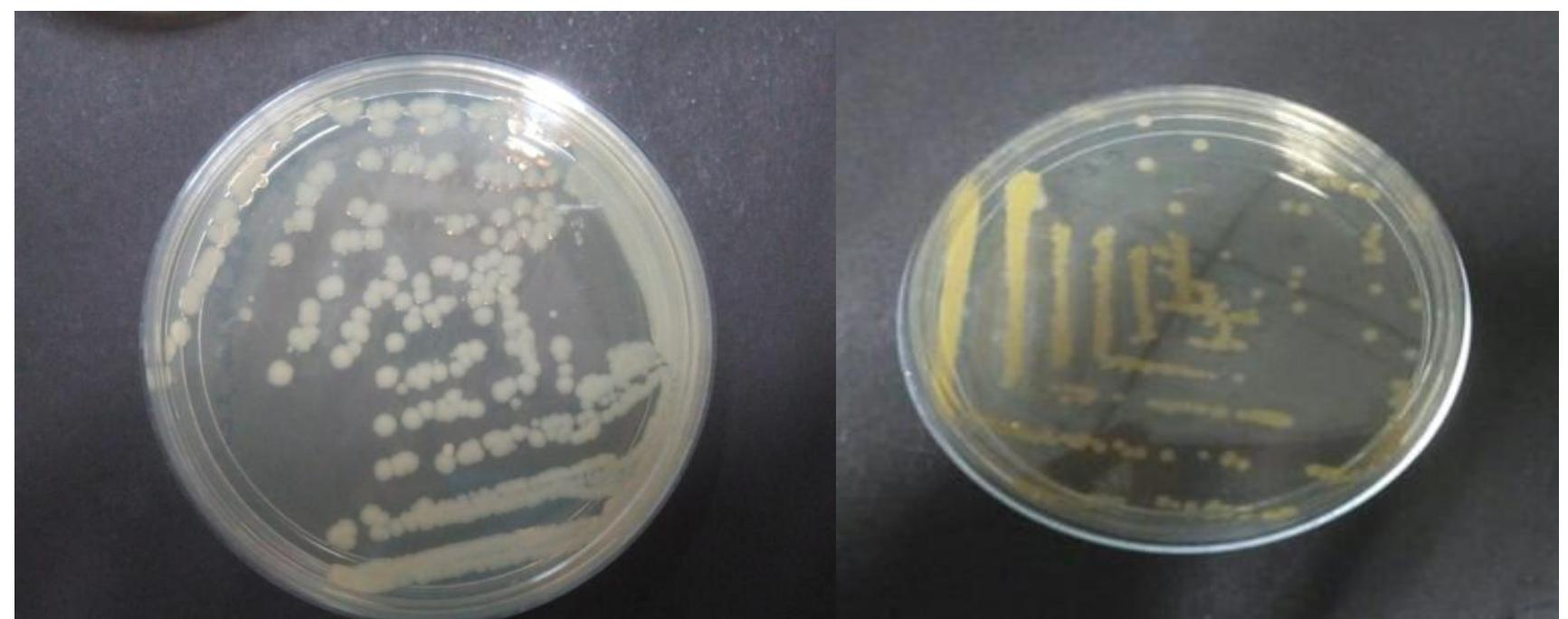 2 single colony isolation on nutrient agar plates. a white