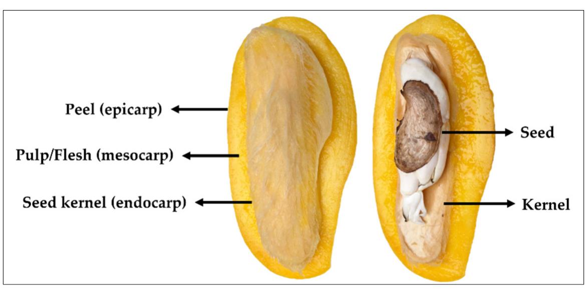 The biomass composition of mango fruit. the morphology of