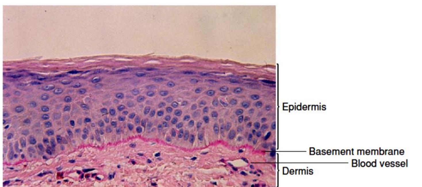 Histologic of the dermo-epidermal junction. basal membrane