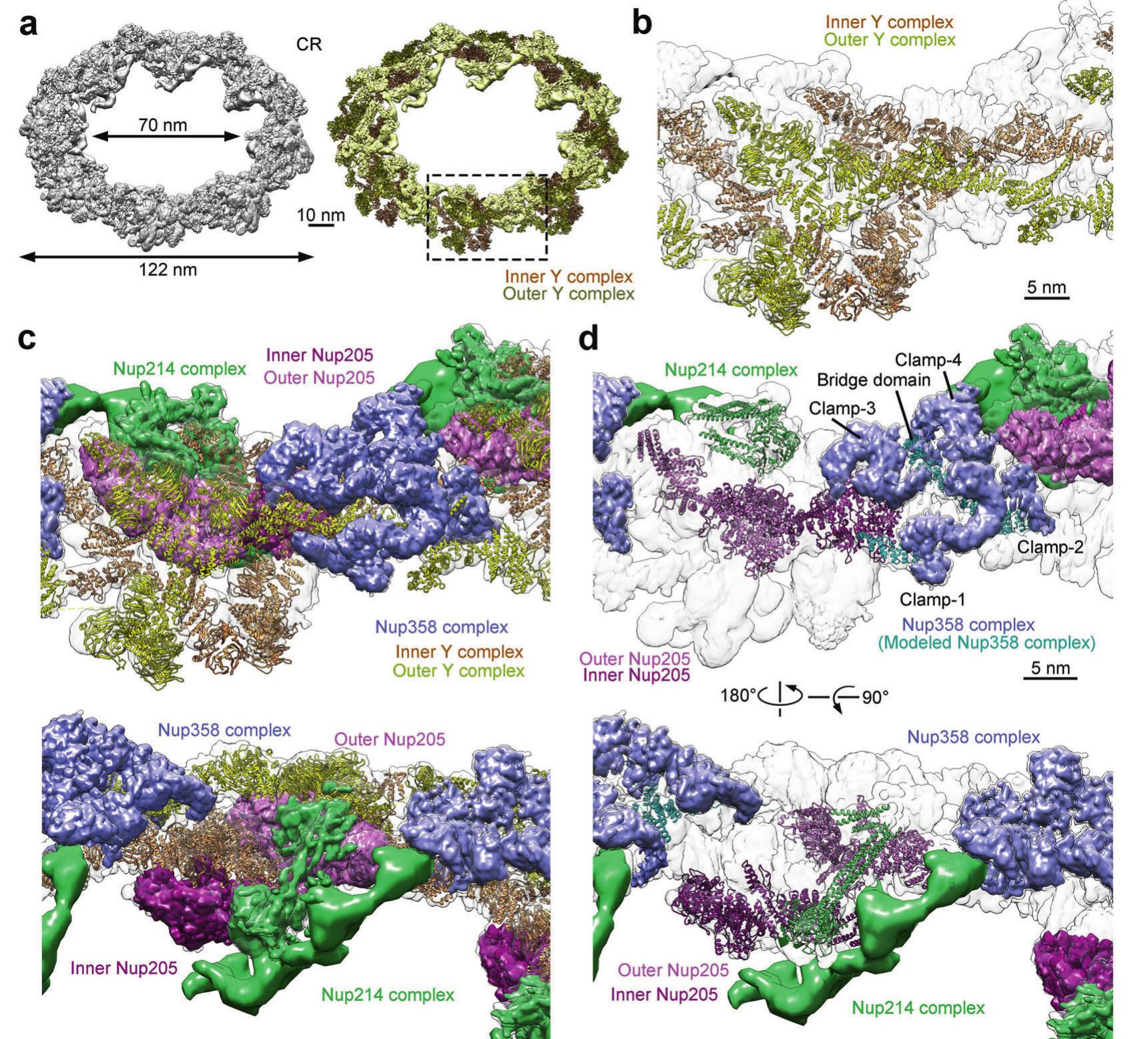 An atomic model of the cr from the x. laevis npc. a overall
