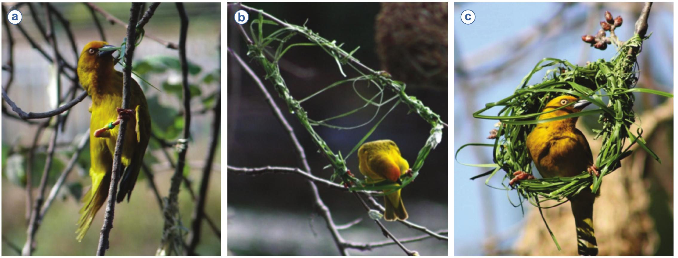 Photographs showing the initial attachment phase (a) and the