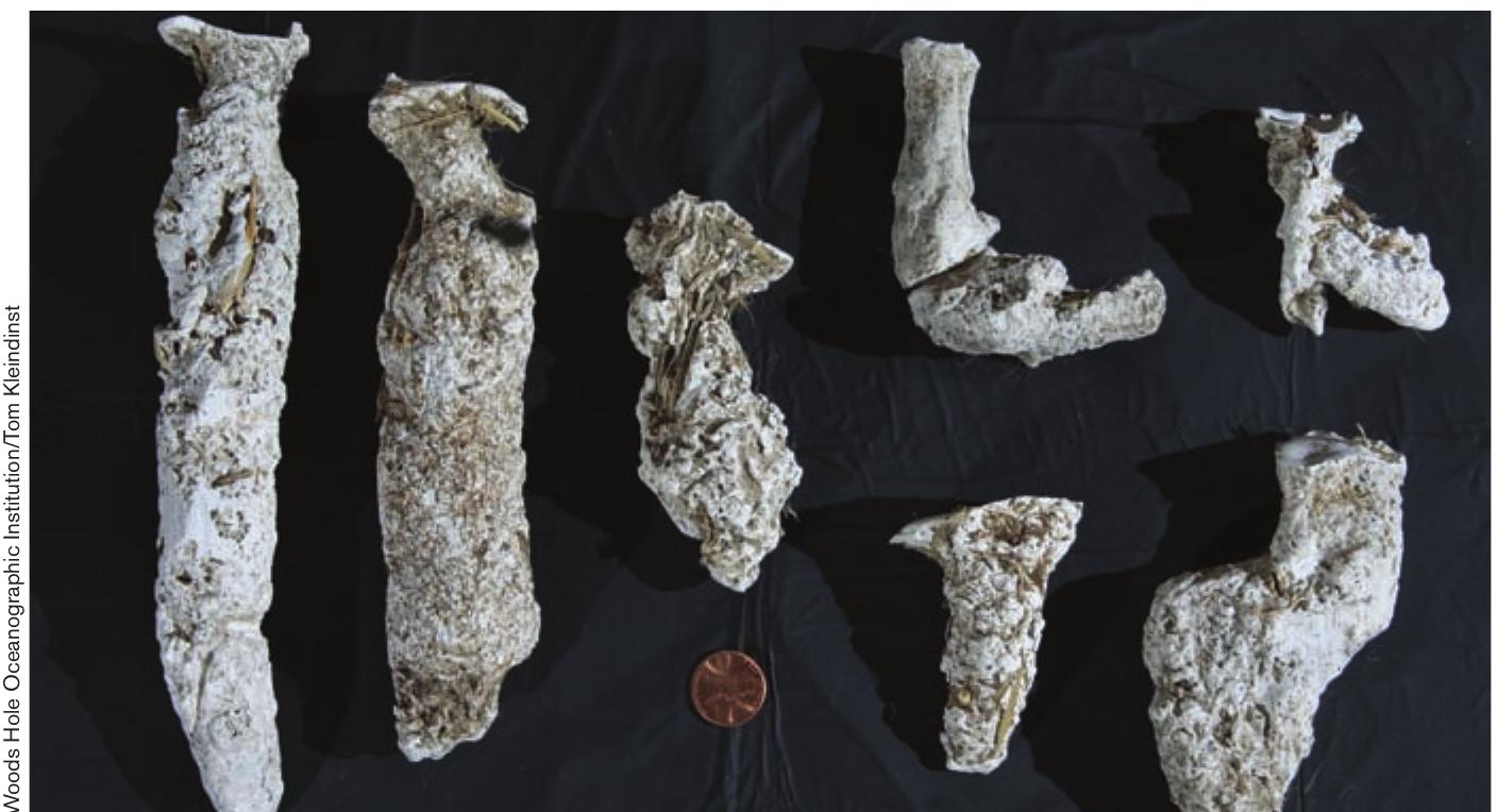 Plaster casts of fiddler crab burrows. control, unoiled