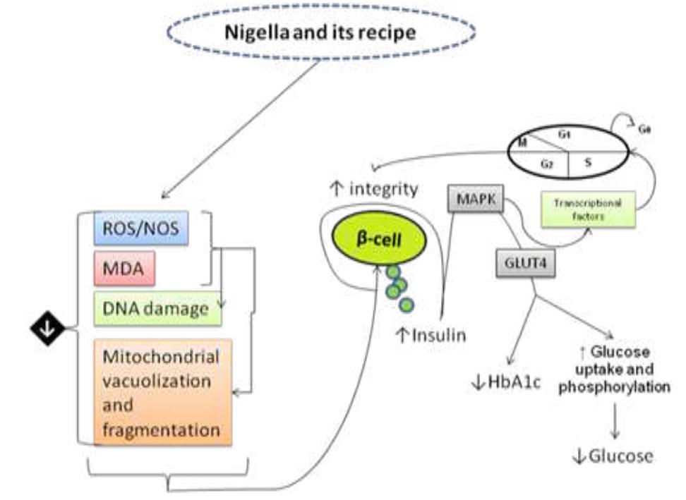 Possible anti-diabetic action pathways of nigella and its