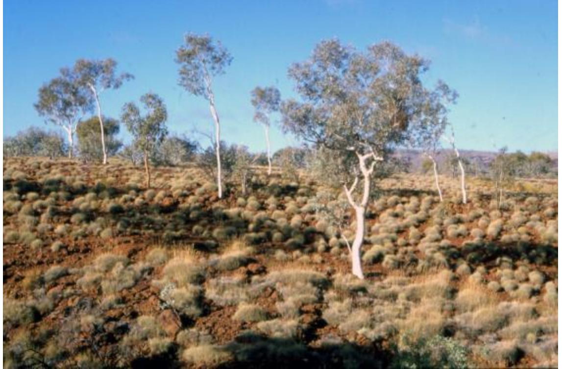 Ecological traits: these open woodlands are dominated by c4