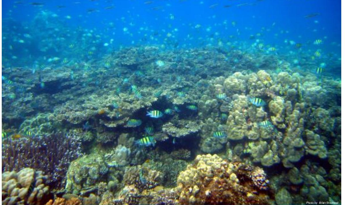 Ecological traits: coral reefs are biogenic structures that