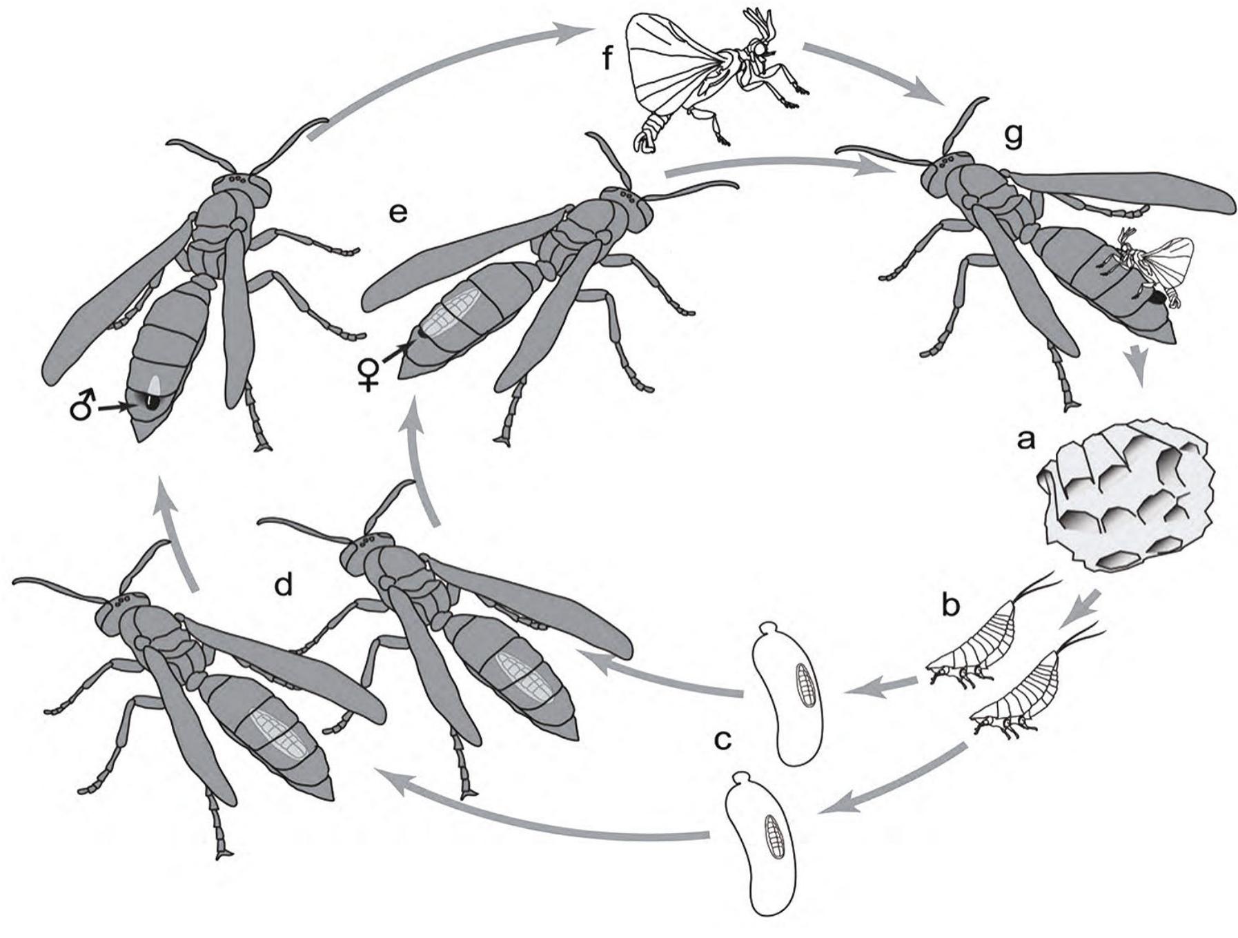 -1. _ illustration of the life cycle of xenos peckii a) nest