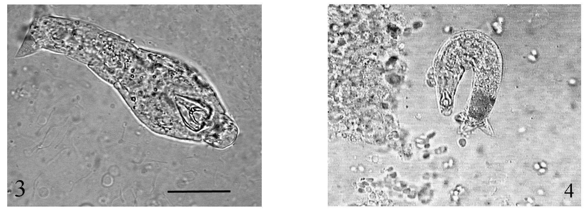 -4. micrograph of balatro calvus (dorsal view). the figure 3