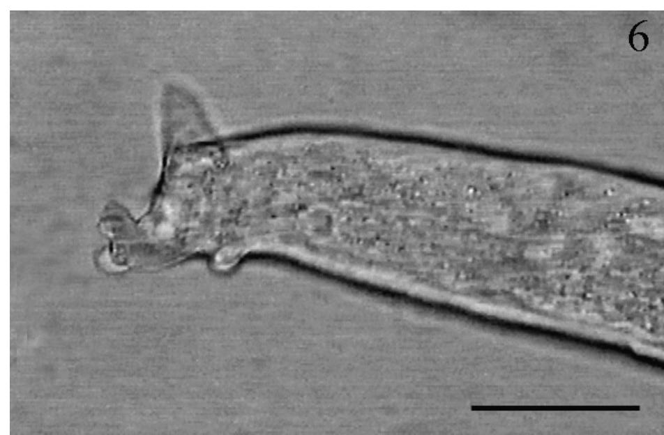 Micrograph of posterior end of balatro calvus (lateral