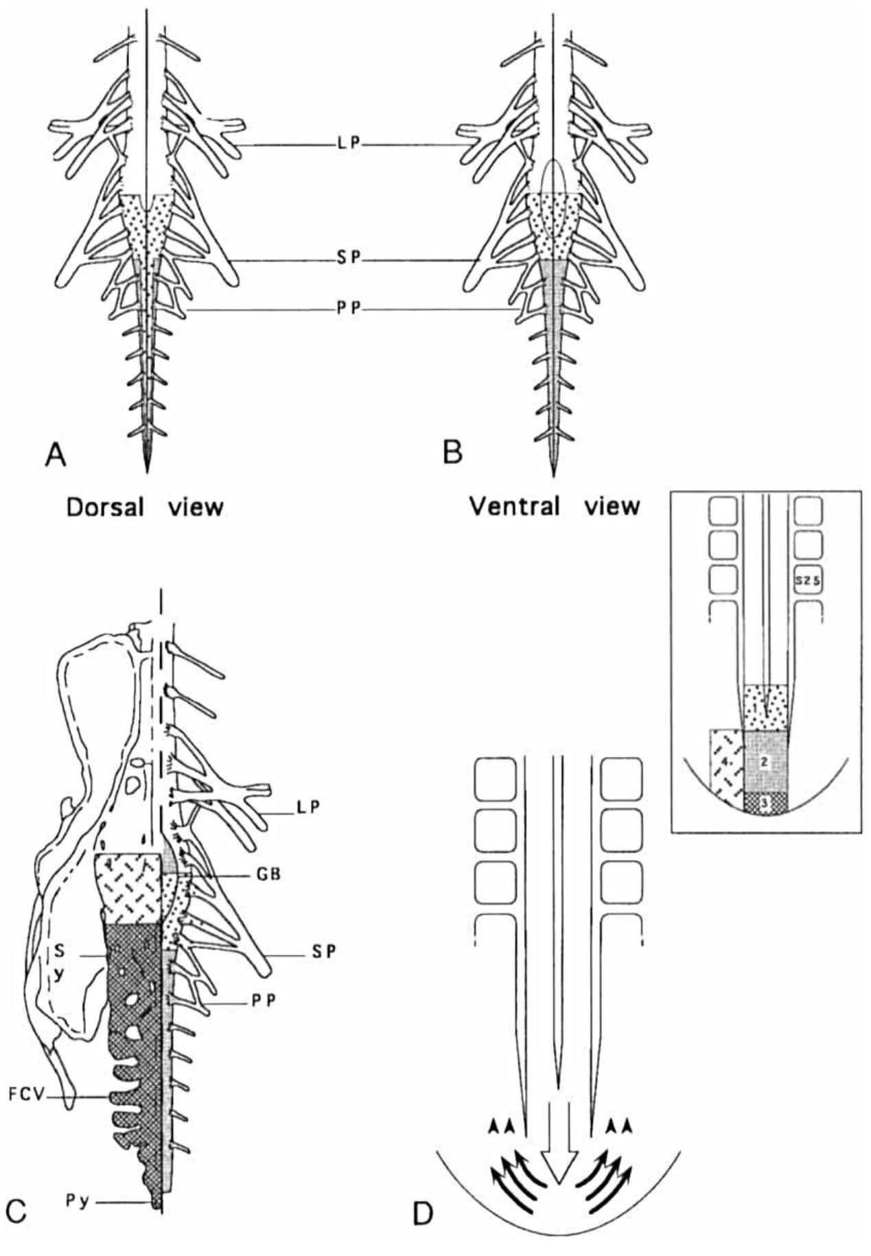 Fate map of the tail bud in a 25-ss chick embryo and
