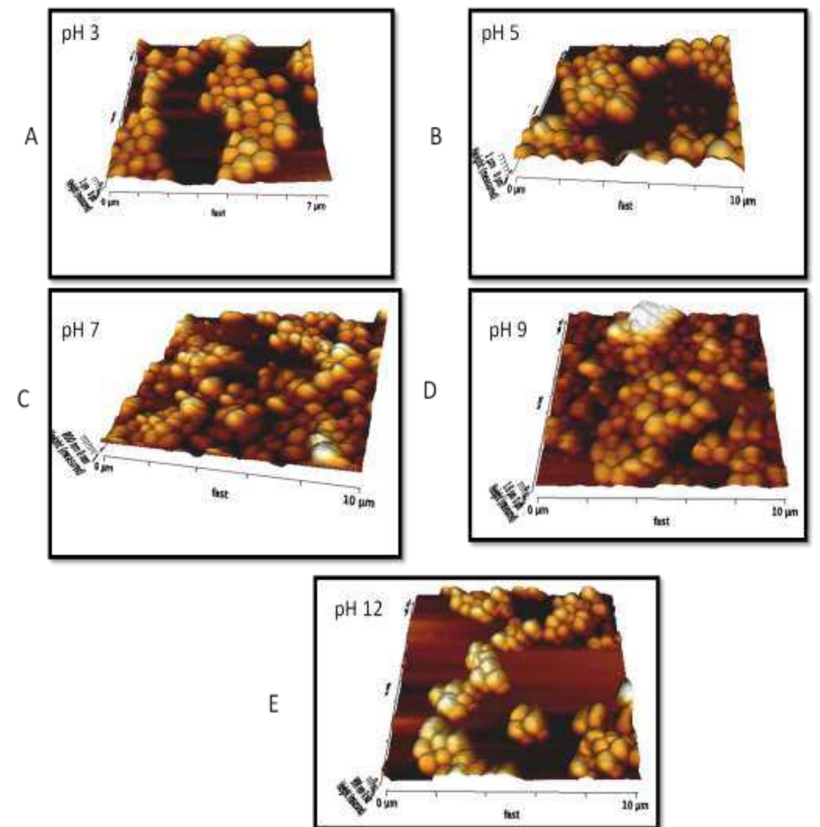 The afm images of s. aureus isolate that was grown for 24 h