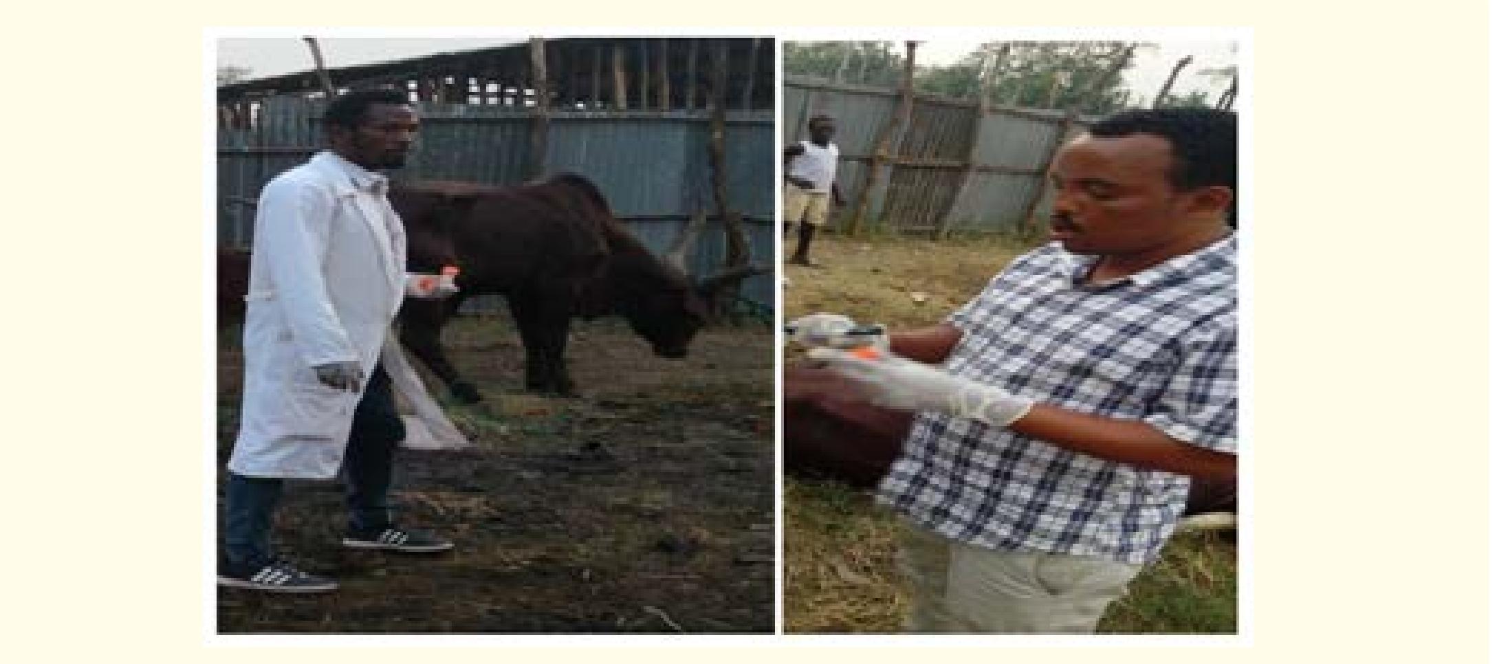 Fecal sample collection. fresh faecal sample were directly