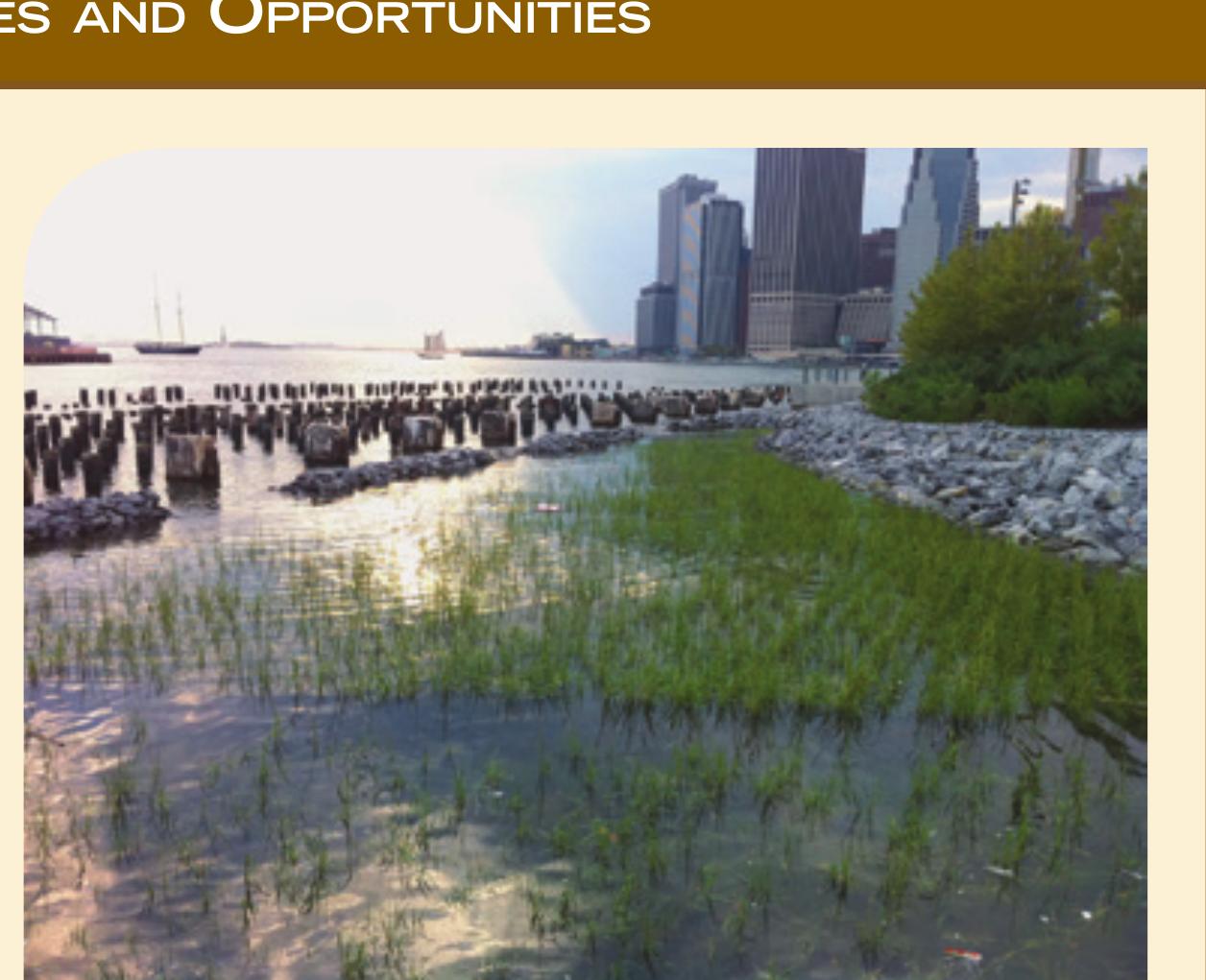 A coastal ecosystem restoration project in new york city