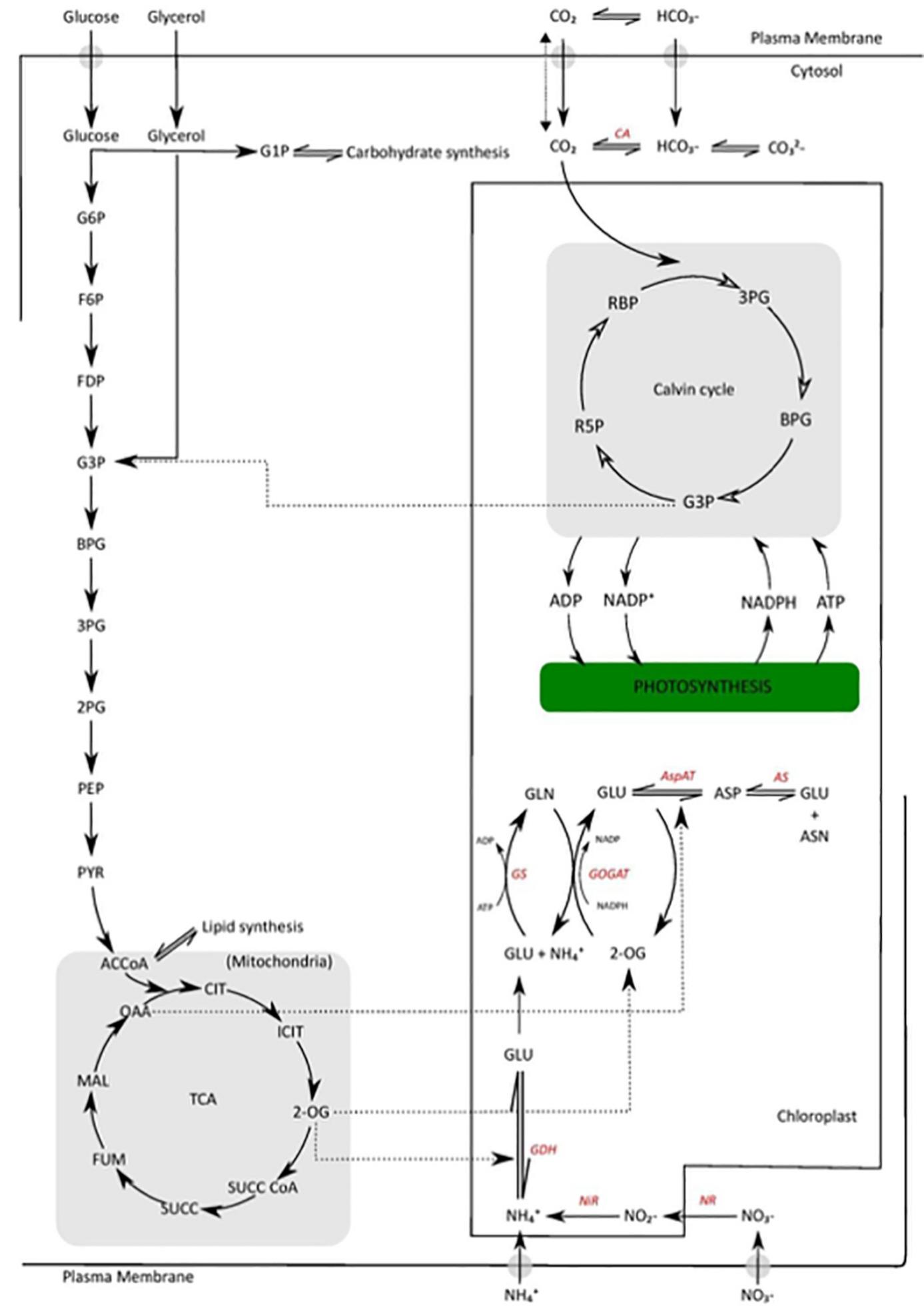 Schematic of metabolic pathways for assimilation of carbon