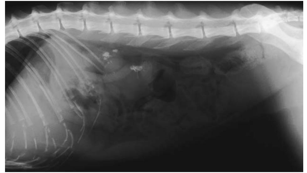 Lateral abdominal radiograph of 10-year-old spayed female