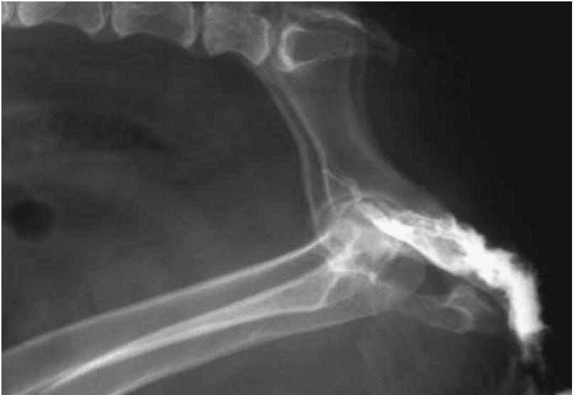 Contrast urethrogram of a 12-year-old spayed female
