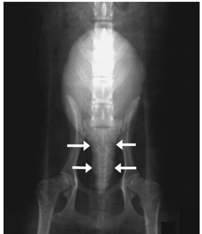 Ventrodorsal radiograph showing the positive-contrast