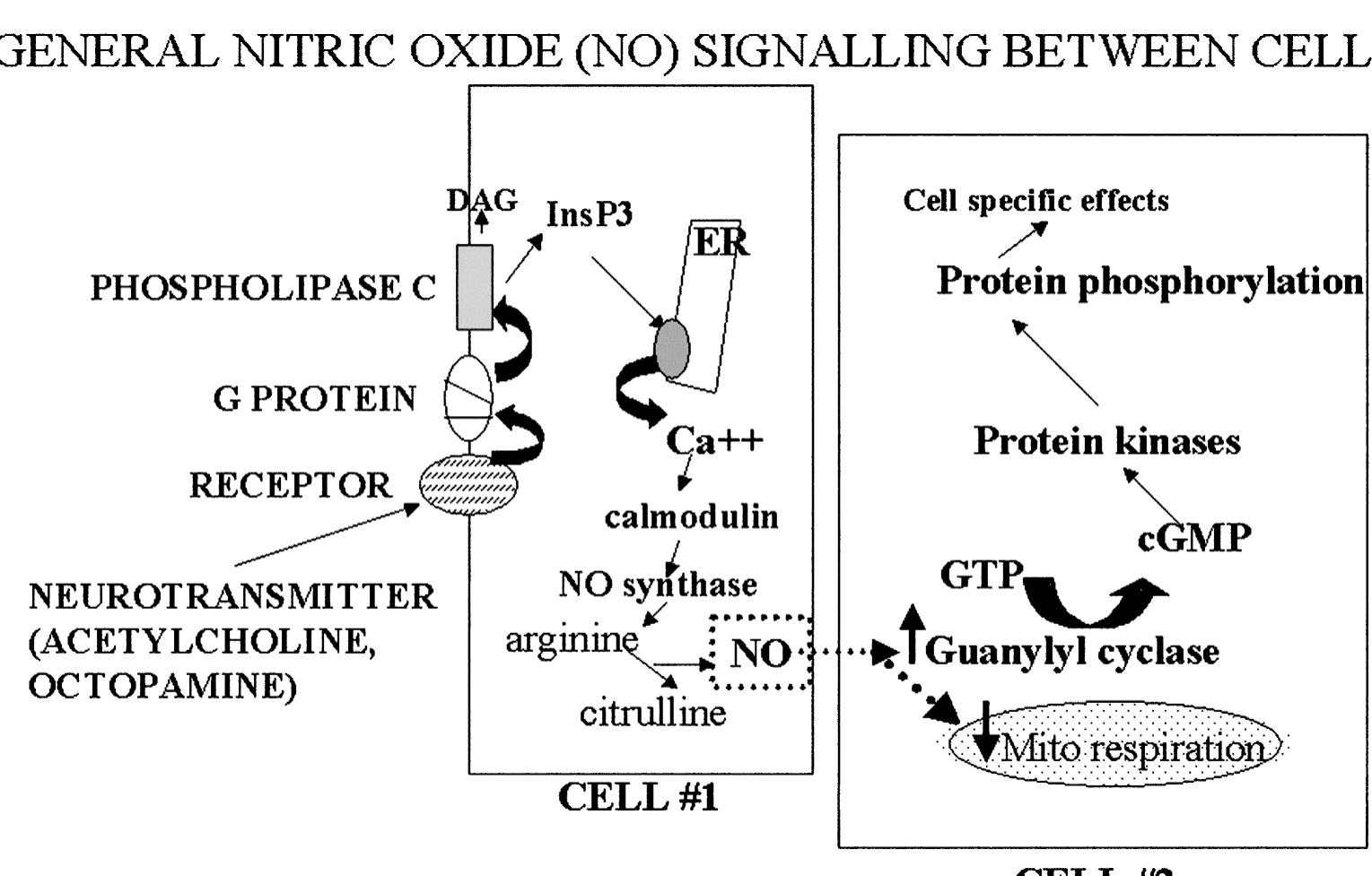Fic. 5. typical pathway for signal transduction involving