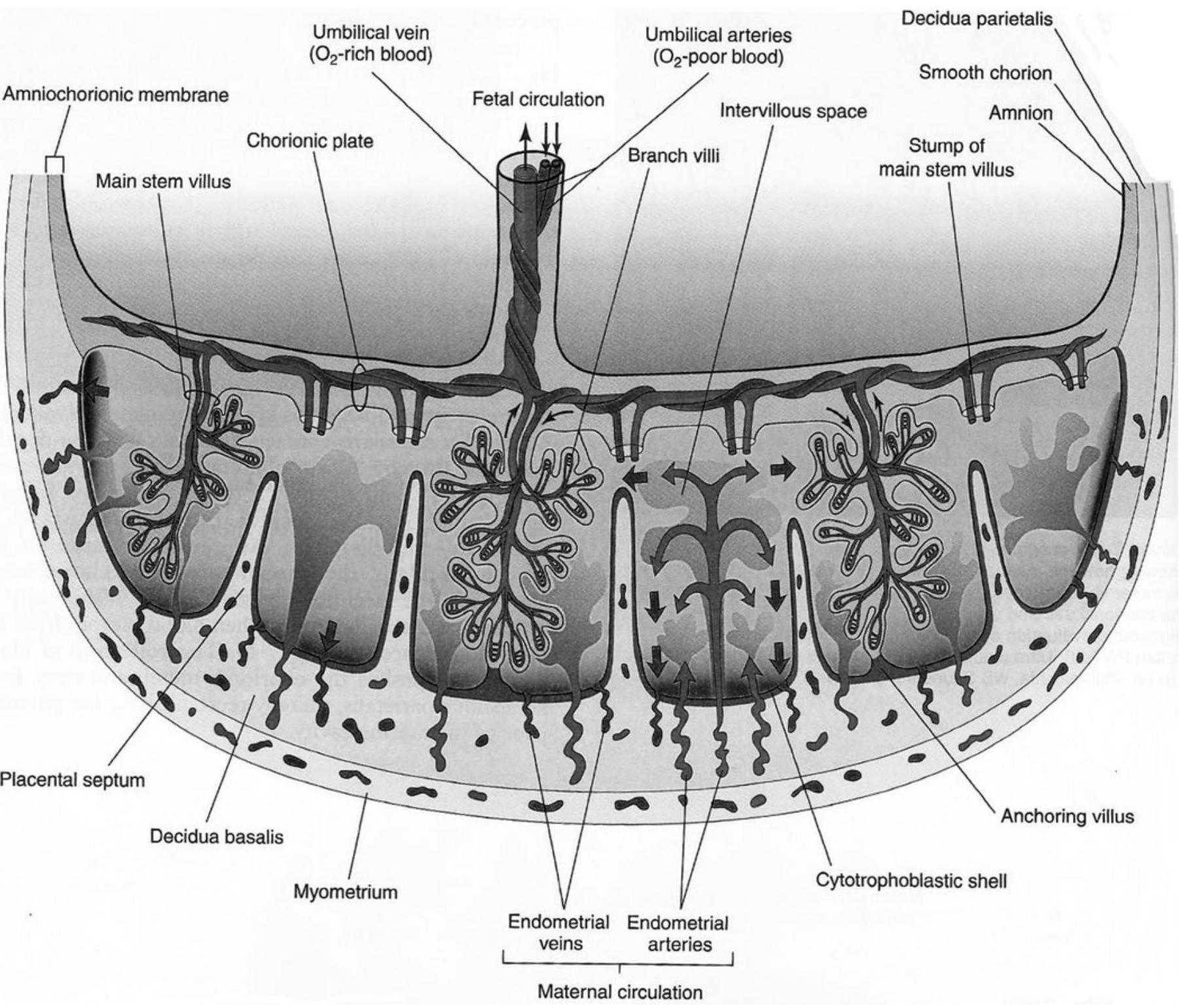 | schematic drawing of a transverse section through a