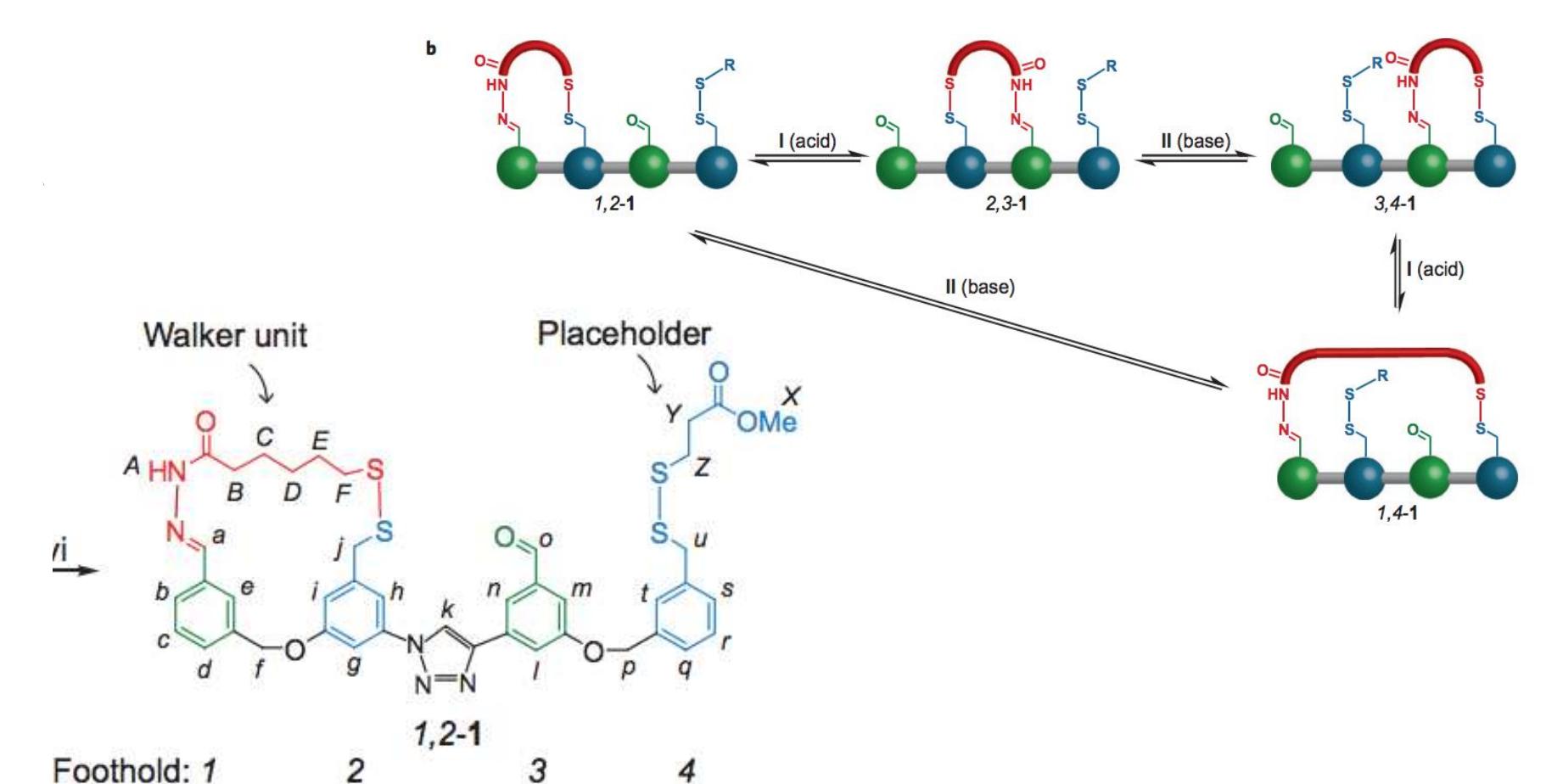 A: molecular walker 1,2-1 (numbering designates binding