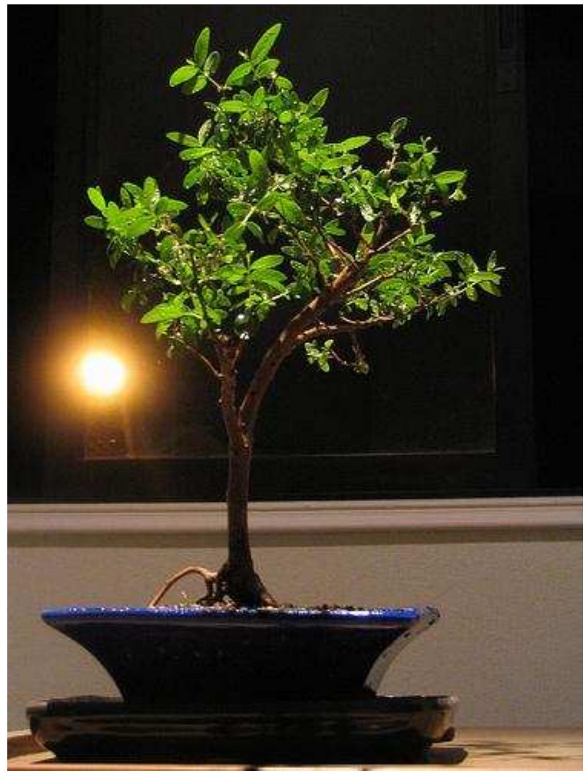 Figure 5 - from The World of Bonsai Trees
