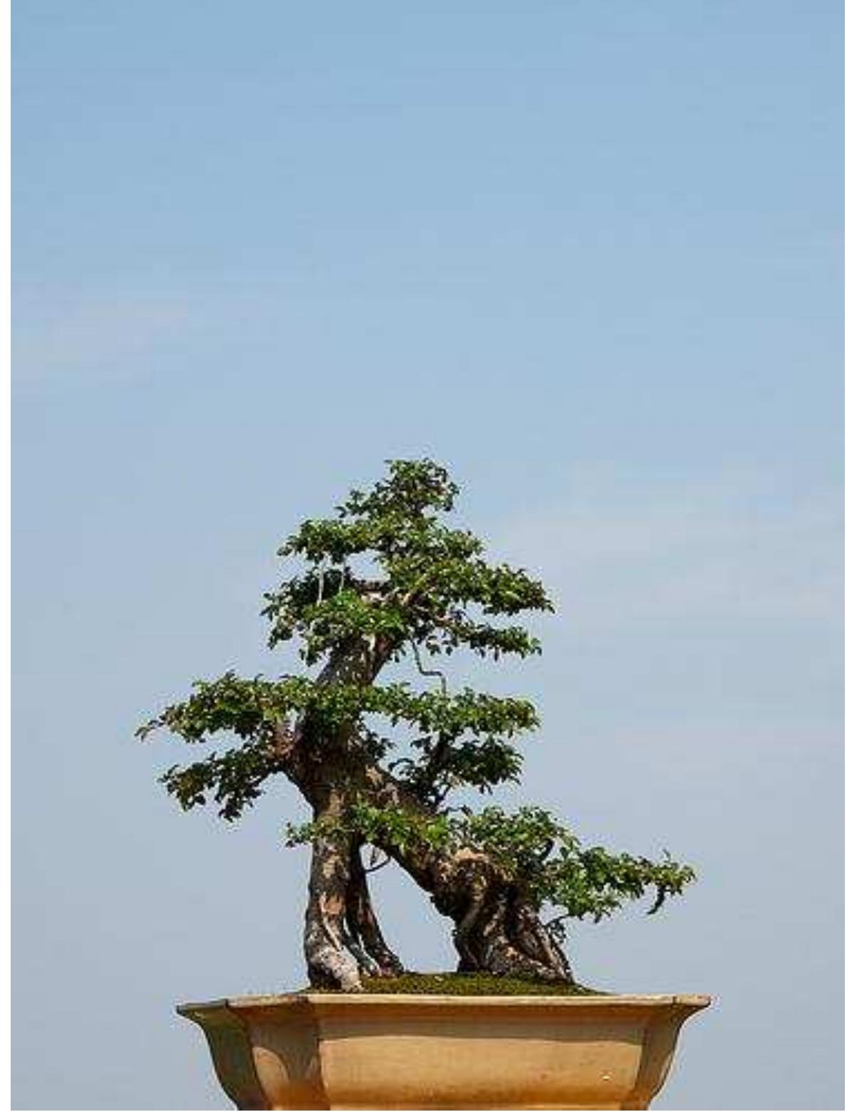 Figure 3 - The World of Bonsai Trees