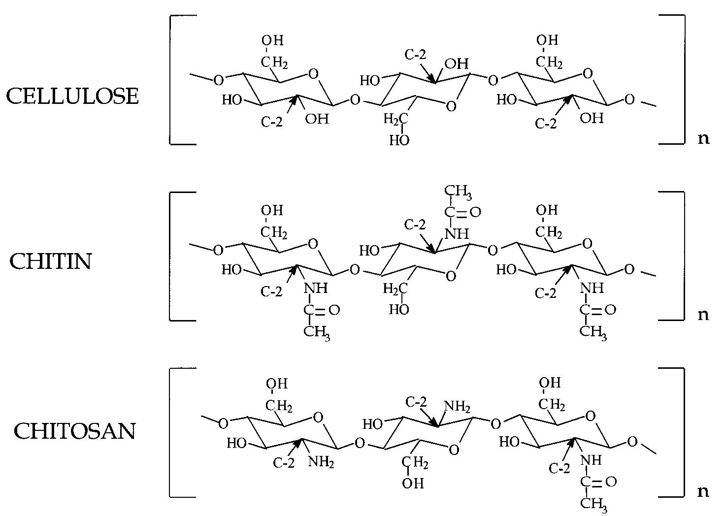 Segments of cellulose, chitin, and chitosan polymers.