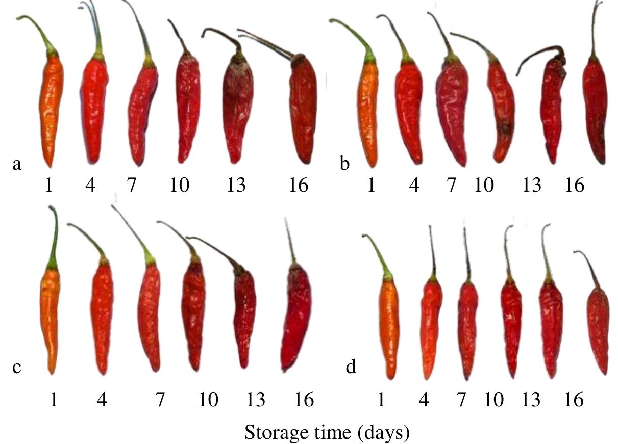 The color change of capsicum frutescens l. during 16 days of