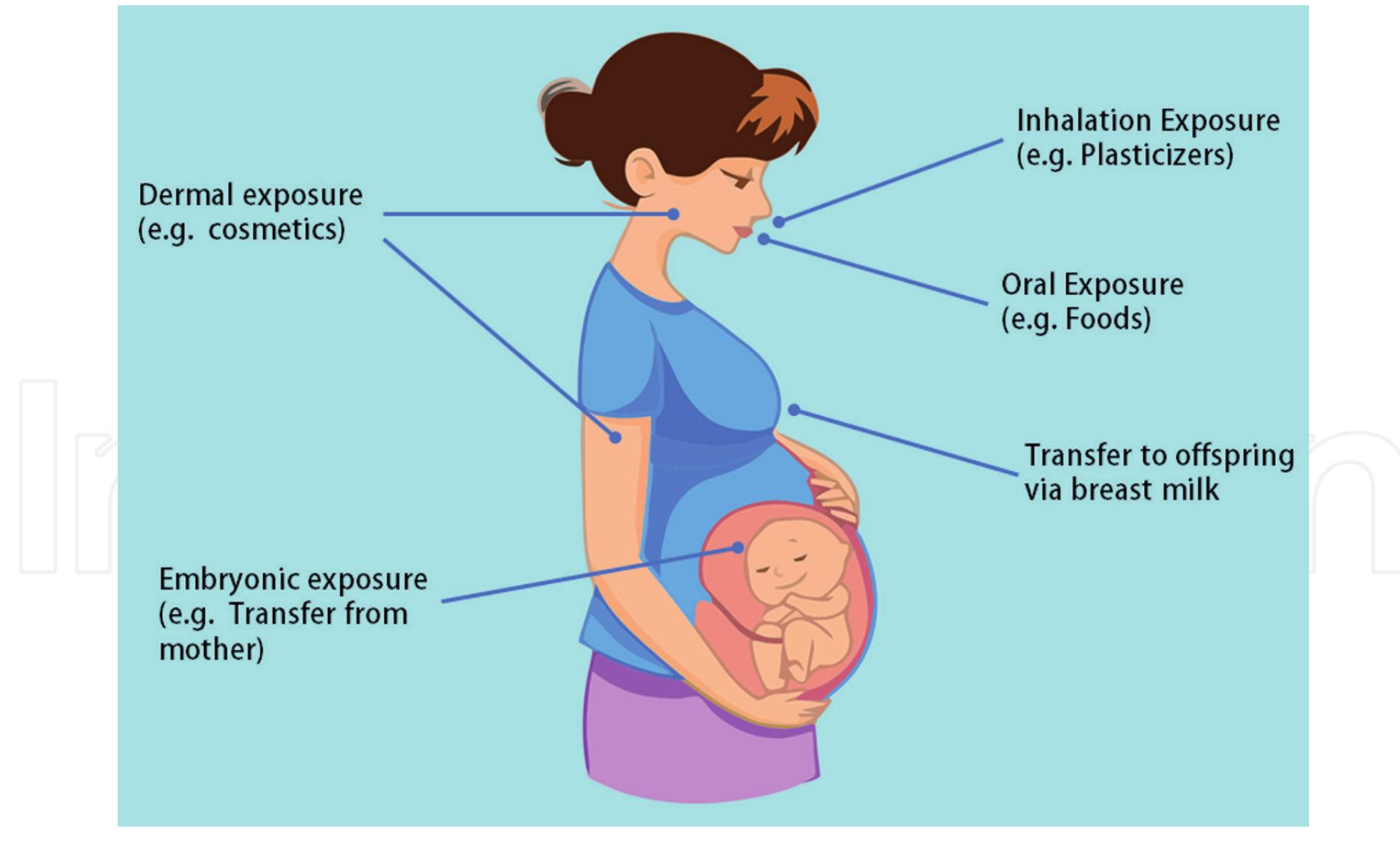 Figure 4 - from Effect of Endocrine Disrupting Chemicals on