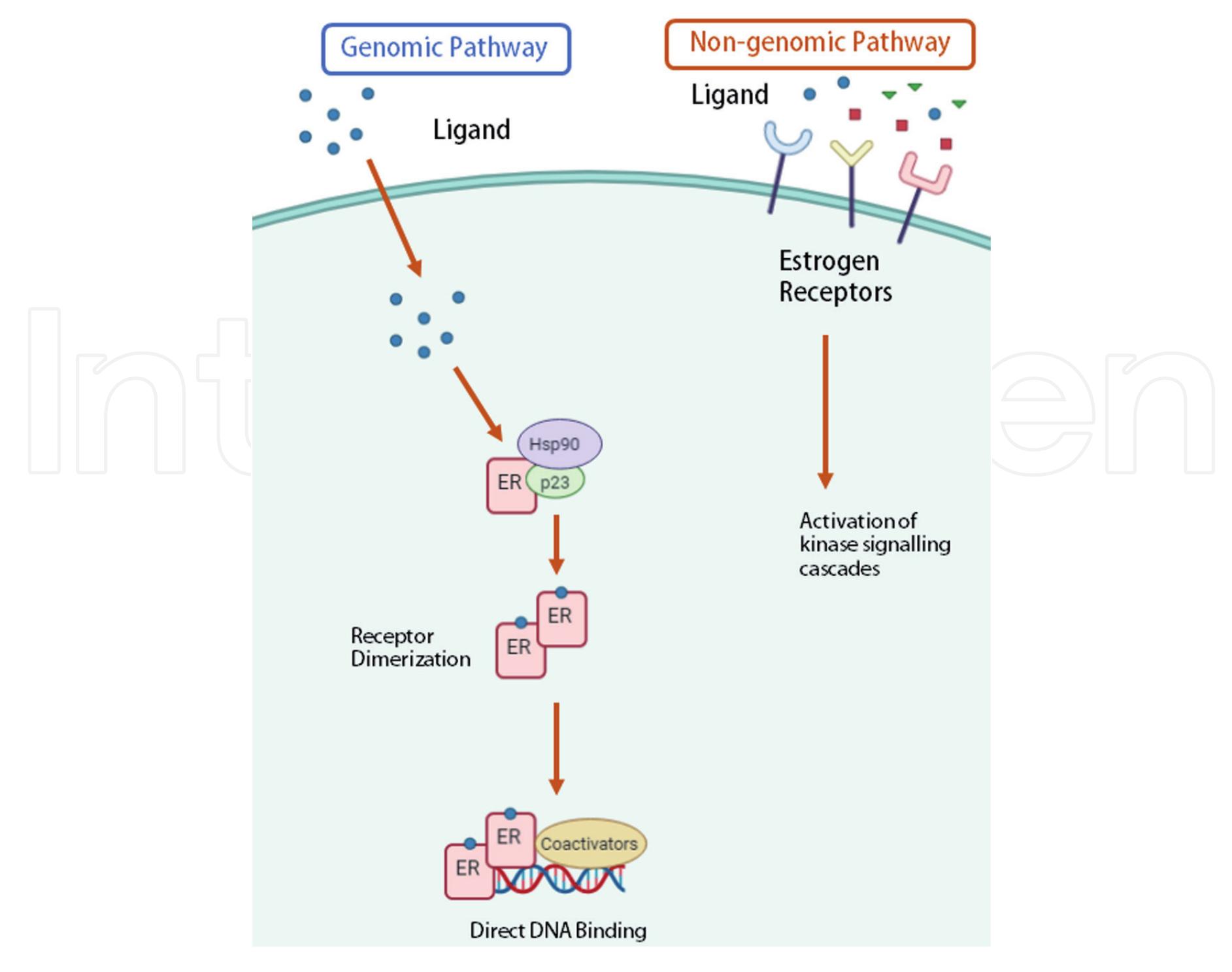 Genomic and non-genomic pathway of estrogen signaling. the