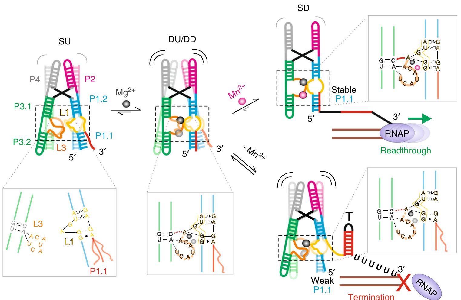 Local-to-global signal transduction pathway in the core of