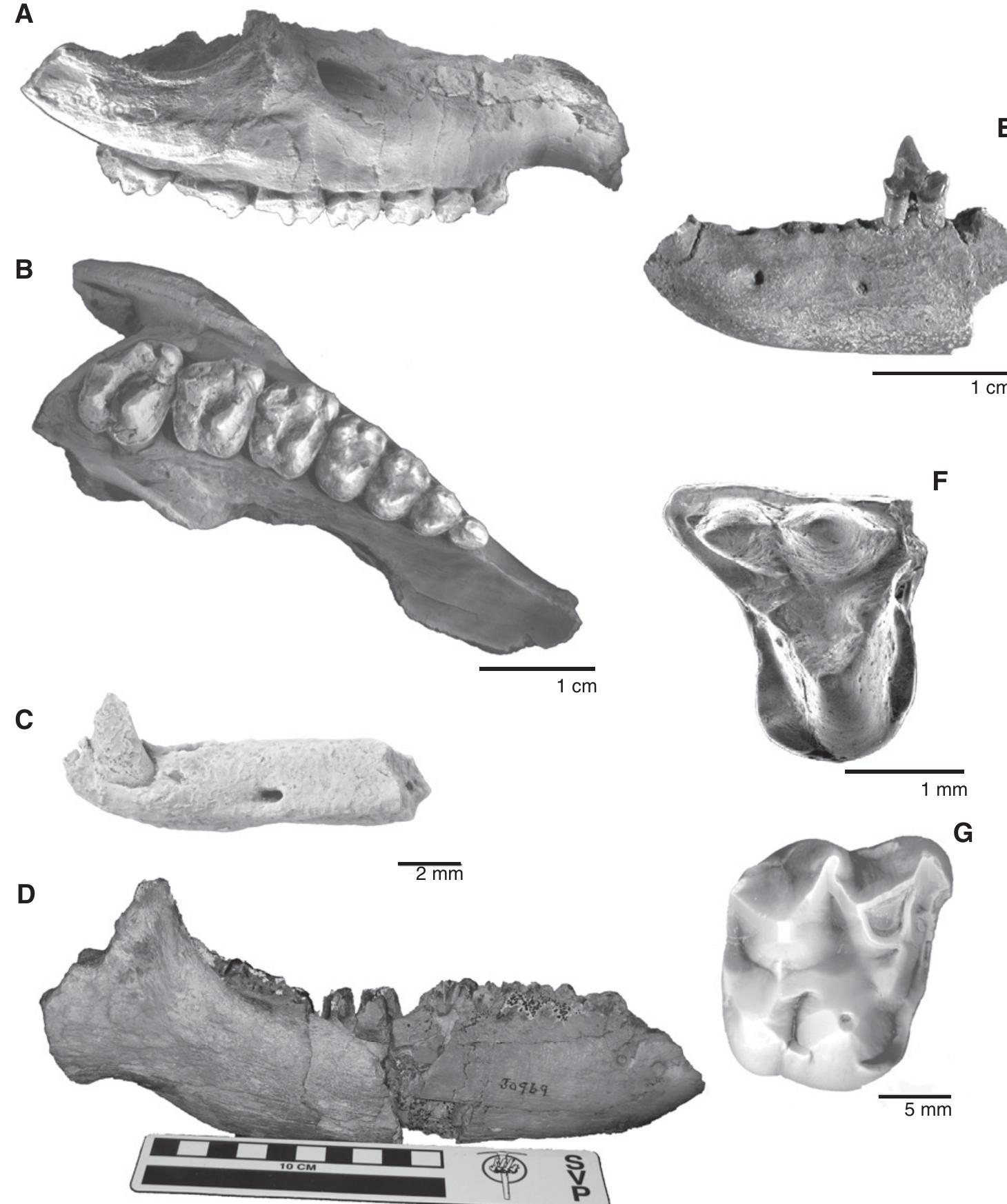 Representative mammalian fossils from early eocene (late