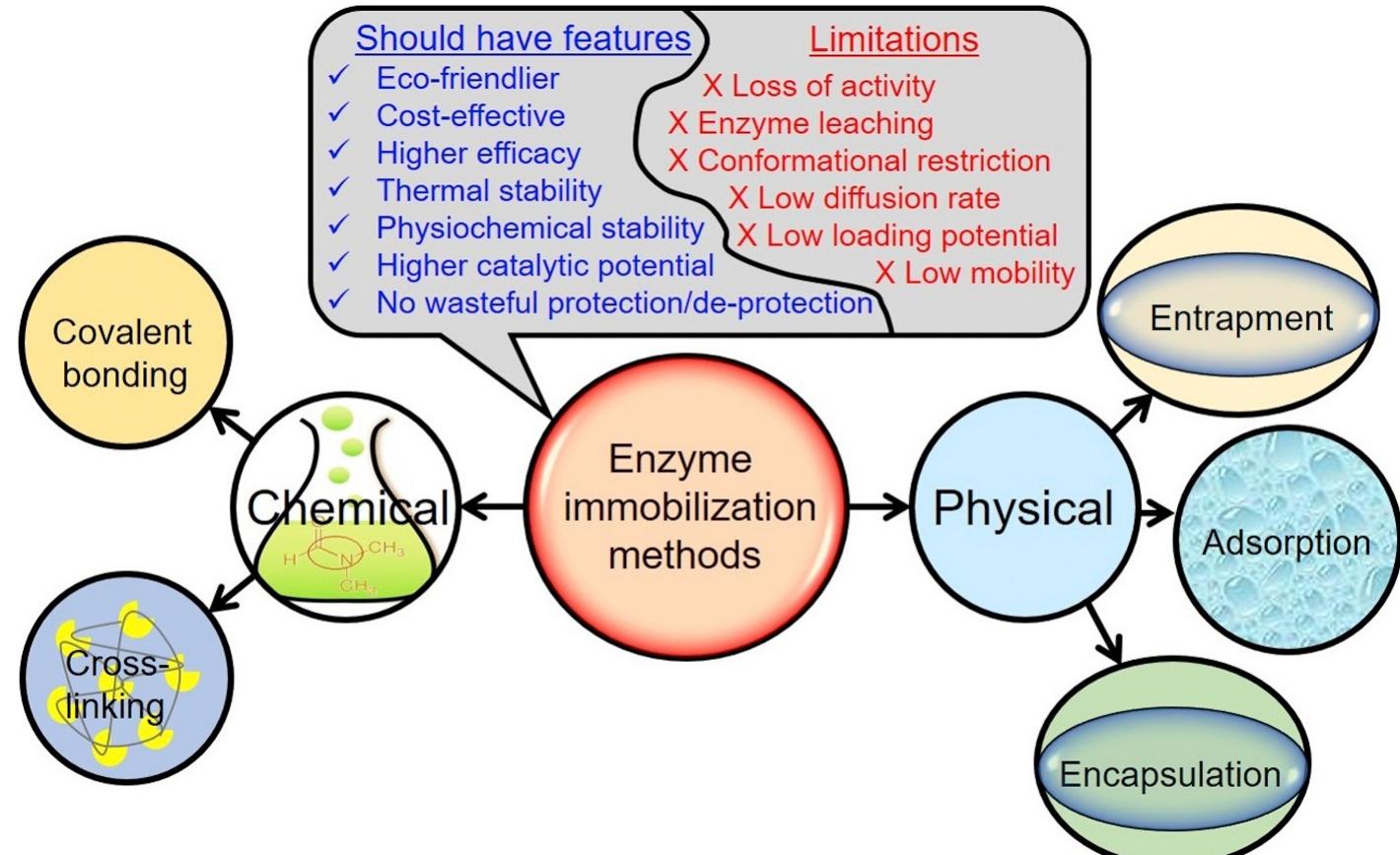 Physical and chemical based enzyme immobilization methods