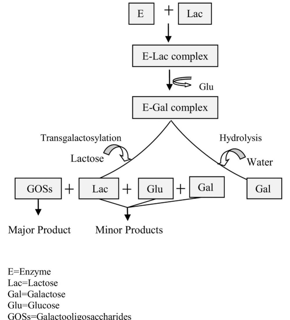 Reaction pathway for transgalactosylation and hydrolysis of