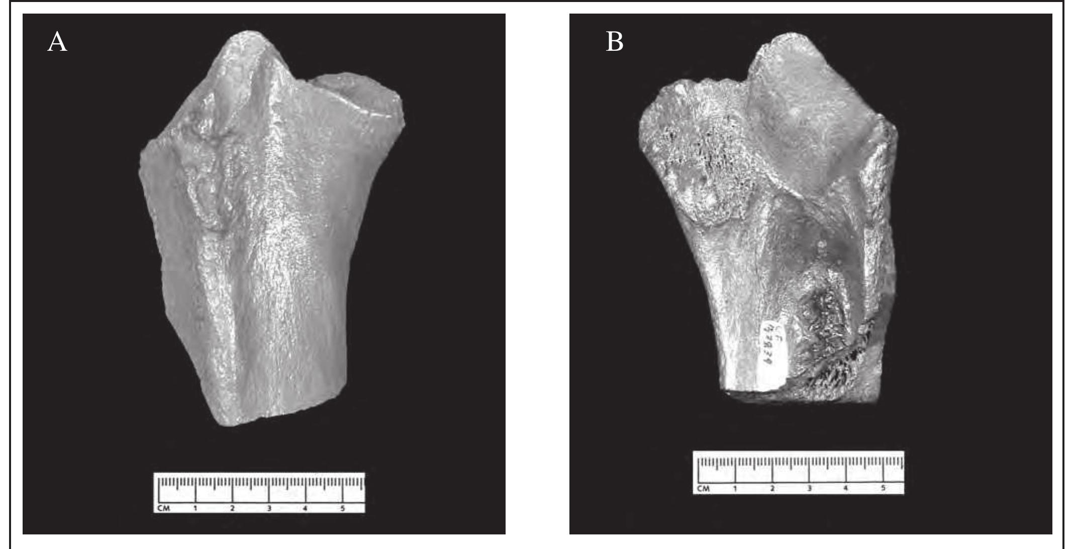 Humerus (left), proximal end, uf 1378339: (a) anterior view;