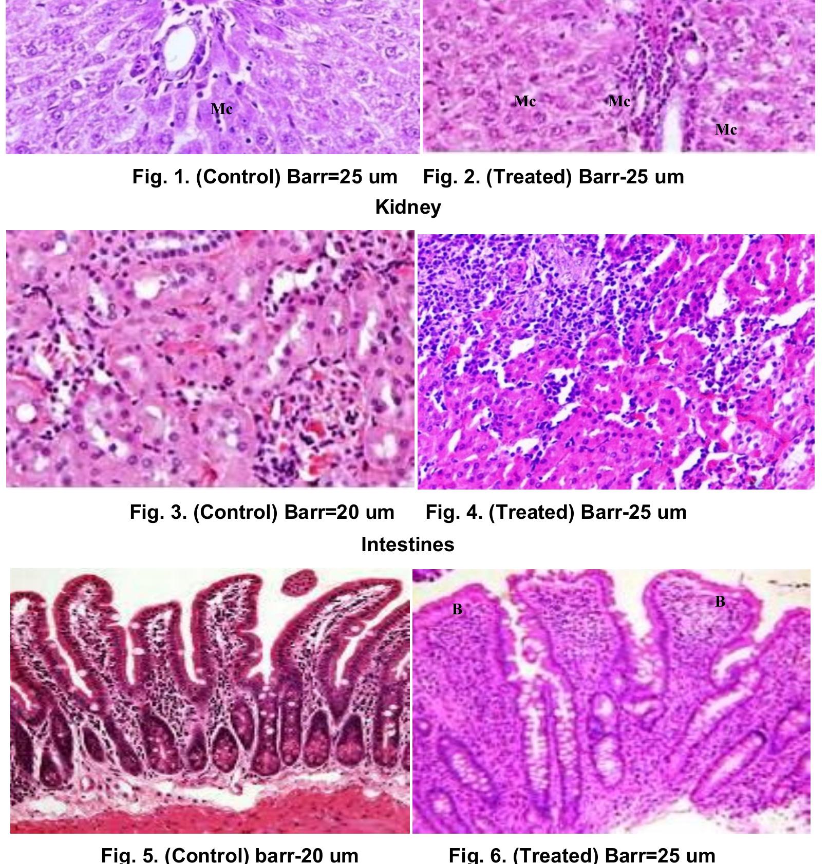 Plate 1. histology of rat liver (n=6) showing normal
